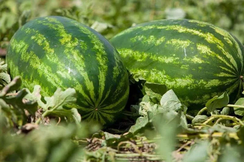 موسم البطيخ الأحمر بالمغرب: خسائر فادحة بسبب الآفات والجفاف - Detafour