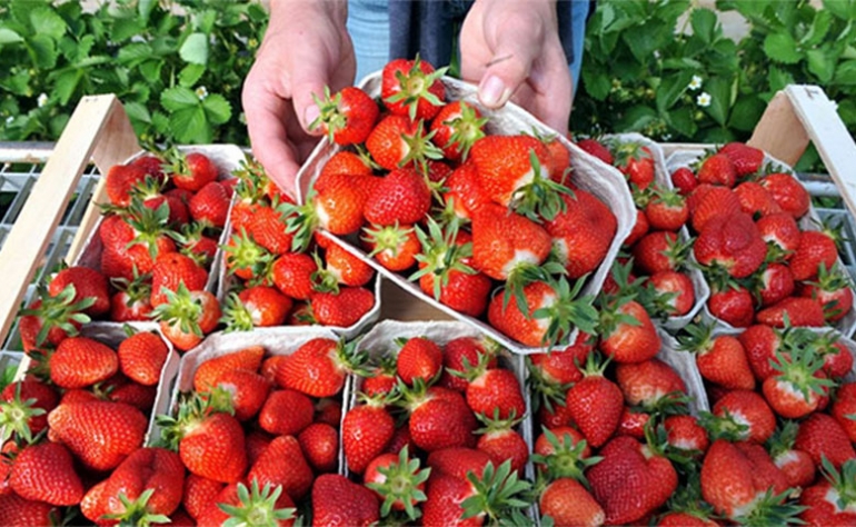 المغرب يحافظ على مكانته بين أكبر 10 منتجي الفراولة في العالم لعام 2024 - Detafour