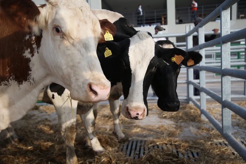 الحكومة ترفع عدد الأبقار والأغنام المعفية من رسوم الاستيراد إلى 400 ألف رأس | Detafour