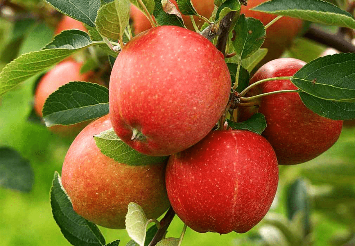 المغرب يستورد 9.3 ألف طن من التفاح بقيمة 65 مليون دولار في 2024 - Detafour