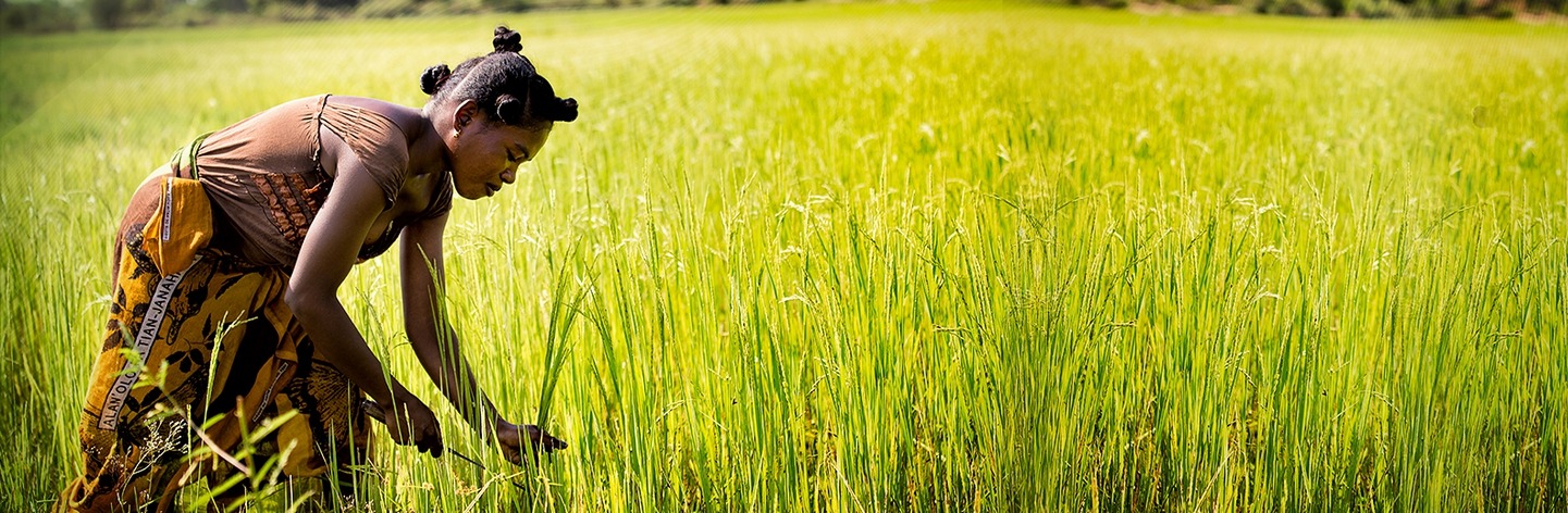 OCP والمغرب: قصة نجاح في الزراعة المستدامة بإفريقيا - Detafour