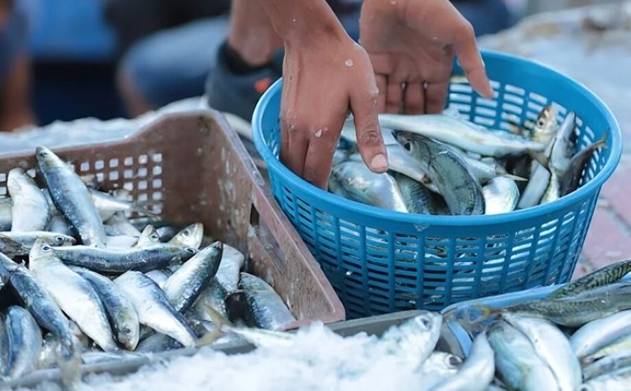 من أسواق السمك إلى تجارة الأضاحي: تحولات اقتصادية تهز عرش الوسطاء - Detafour
