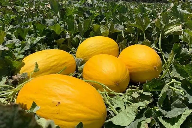 المغرب في المرتبة الخامسة بين أكبر موردي البطيخ للاتحاد الأوروبي في 2024 - Detafour